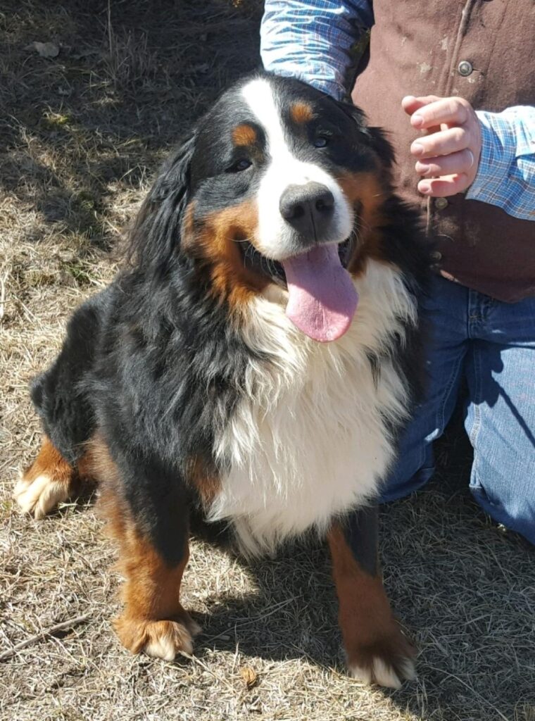 Great Bernese Puppies | Sand Creek Kennels & Sporting Dogs