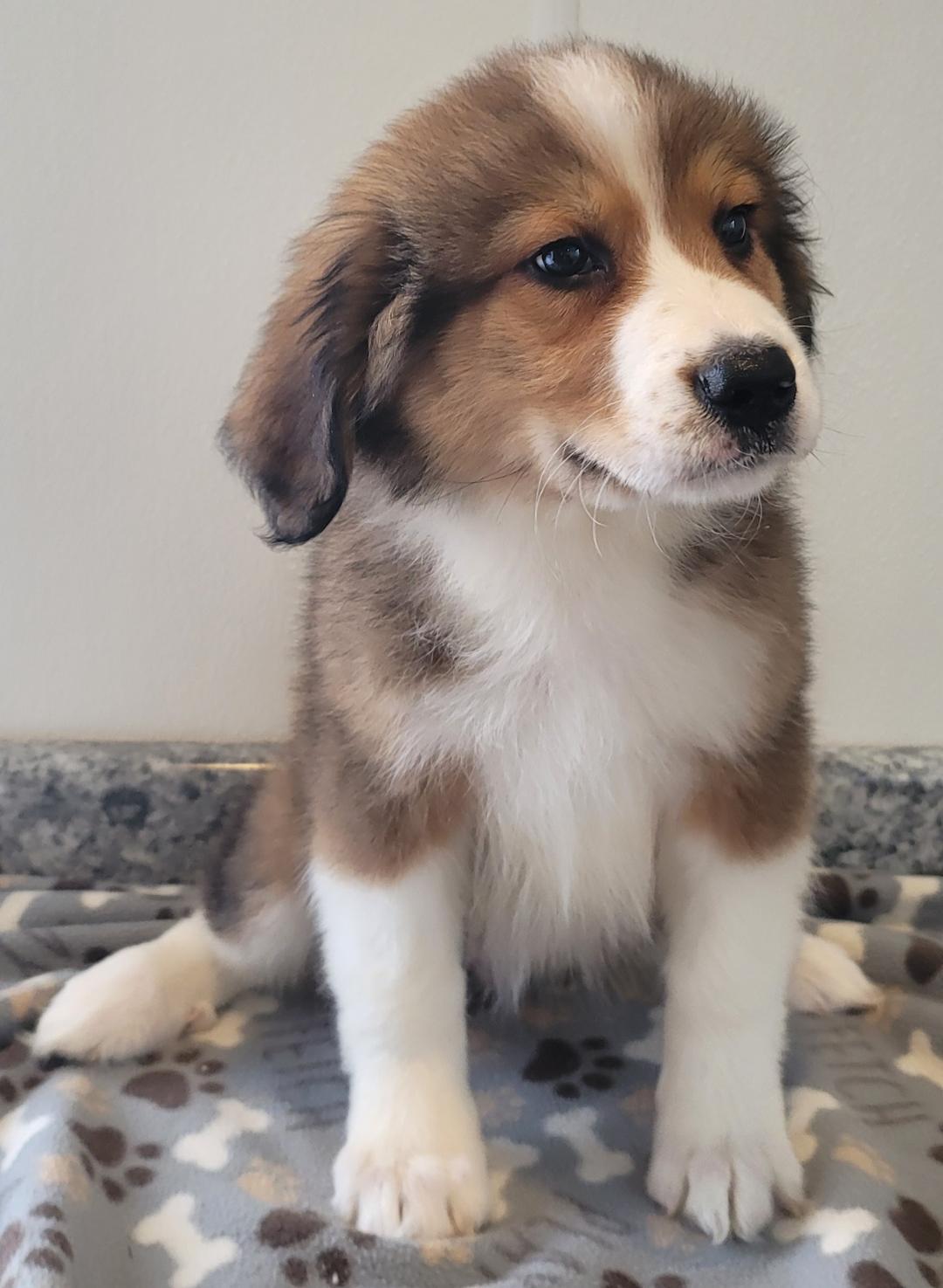 Great Bernese Puppies | Sand Creek Kennels & Sporting Dogs