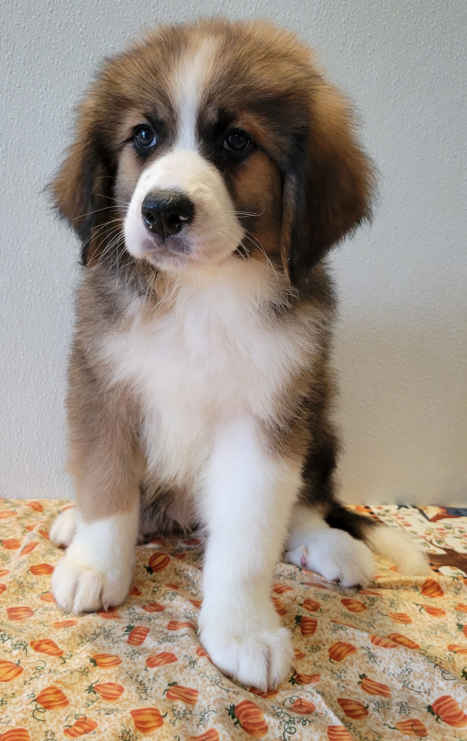Great Bernese Puppies | Sand Creek Kennels & Sporting Dogs