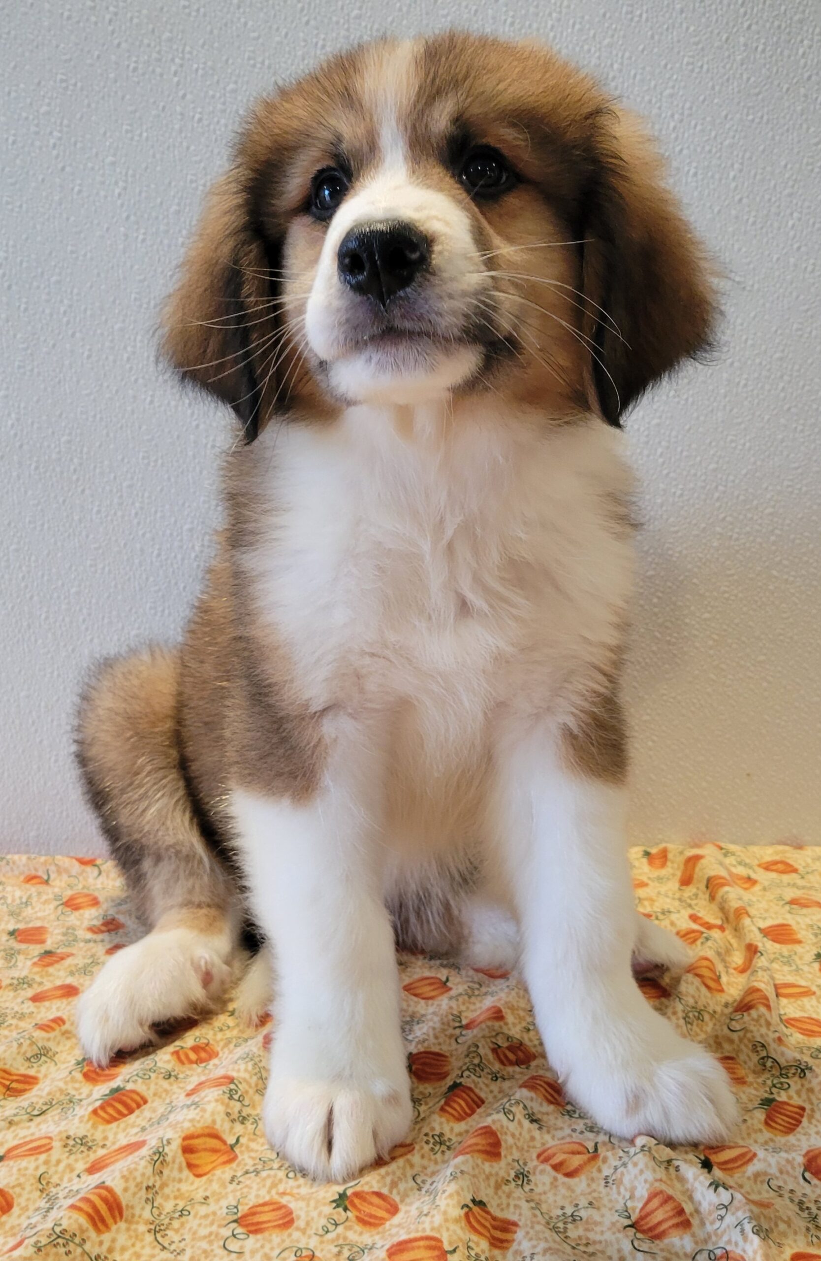Great Bernese Puppies | Sand Creek Kennels & Sporting Dogs