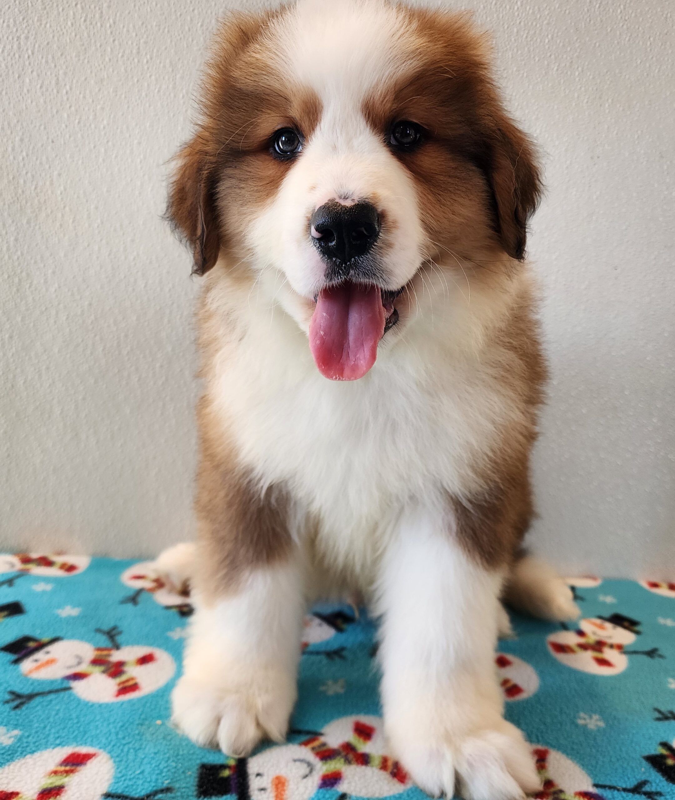 Great Bernese Puppies | Sand Creek Kennels & Sporting Dogs